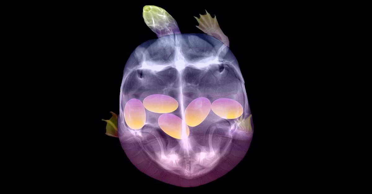 X-ray vision reveals incredible details that nature never could