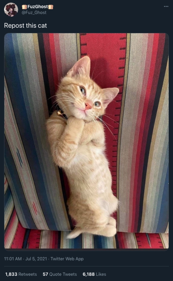 Tweets that capture the lives of our Dogs & Cats