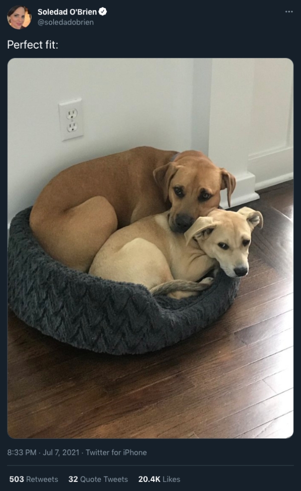 Tweets that capture the lives of our Dogs & Cats