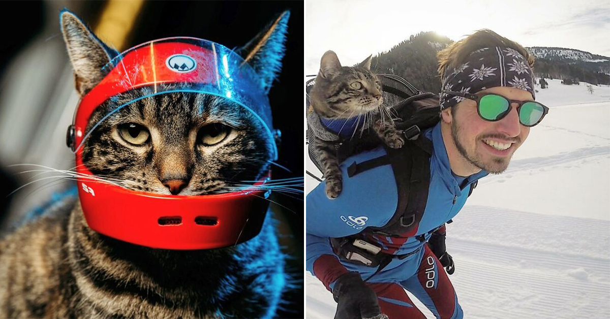 This traveling cat is living his best life all over the world