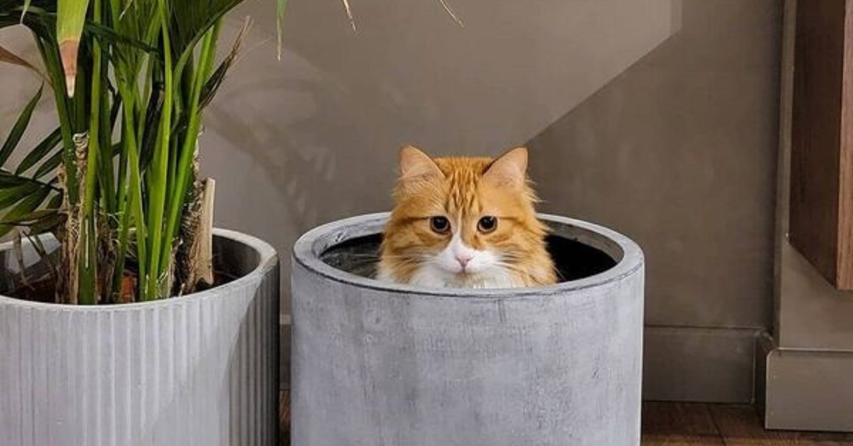 Oh, Right, It's CAT SATURDAY!