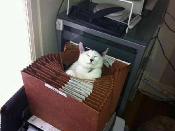 These Felines Are Rather Funny