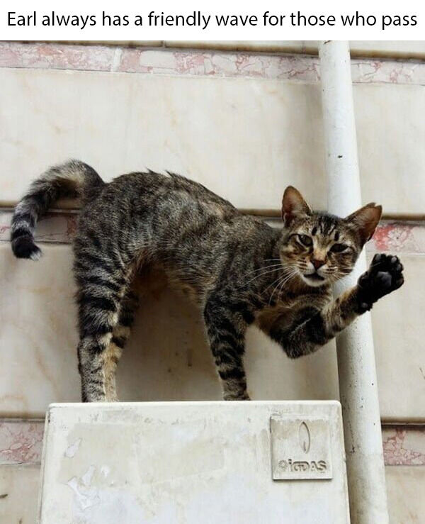 Cat Saturday Brings the Milk Like No Other