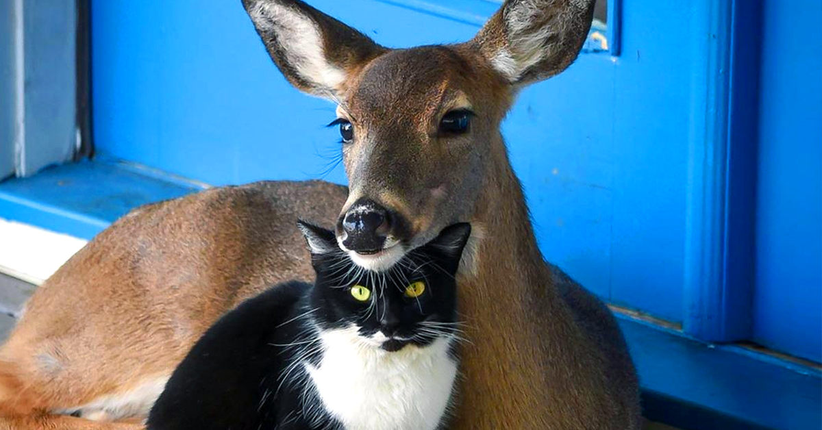 Animals pics prove you can find friends in the most unlikely of places