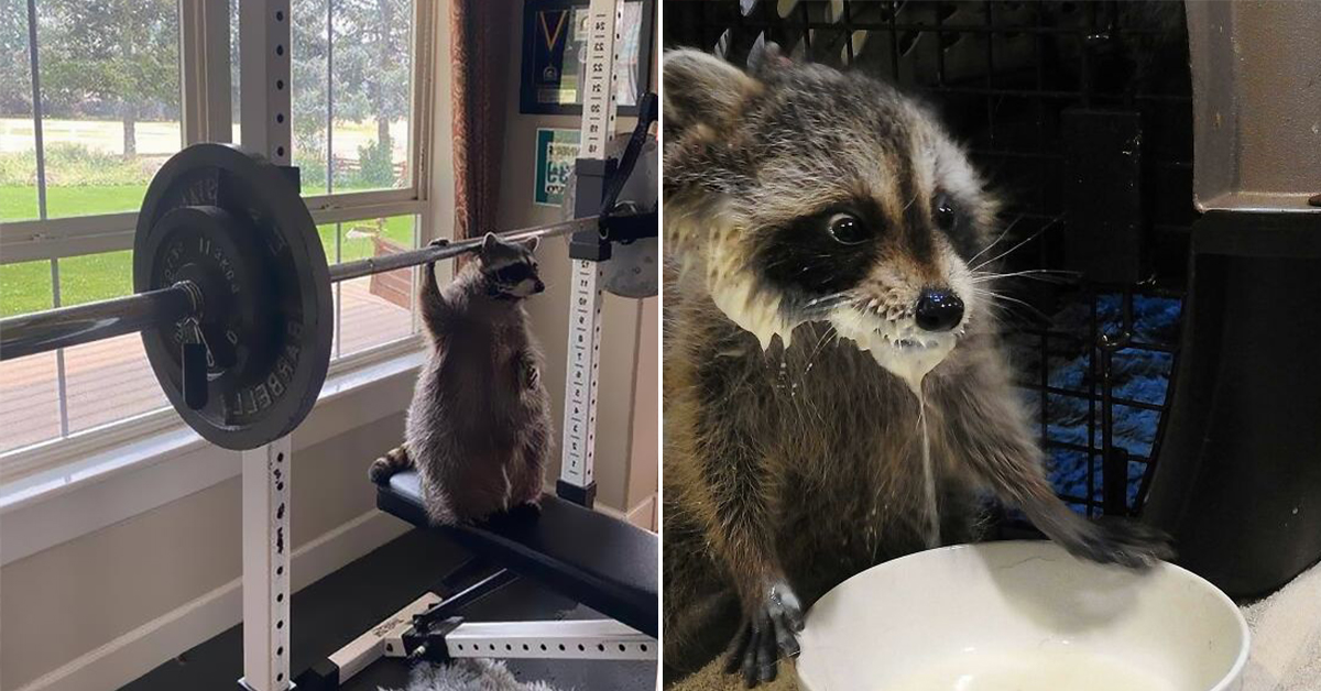 Not the trash pandas we deserve, the trash pandas we need (30 Photos)