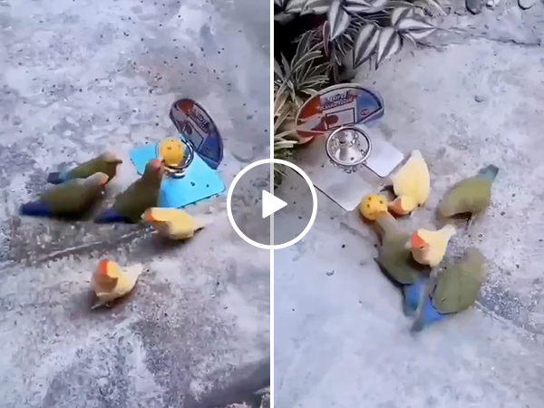 These basketball playing birds would make Larry proud