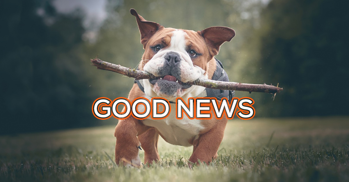 Sh!tty day? Here are 10 uplifting News stories plus ENGLISH BULLDOGS