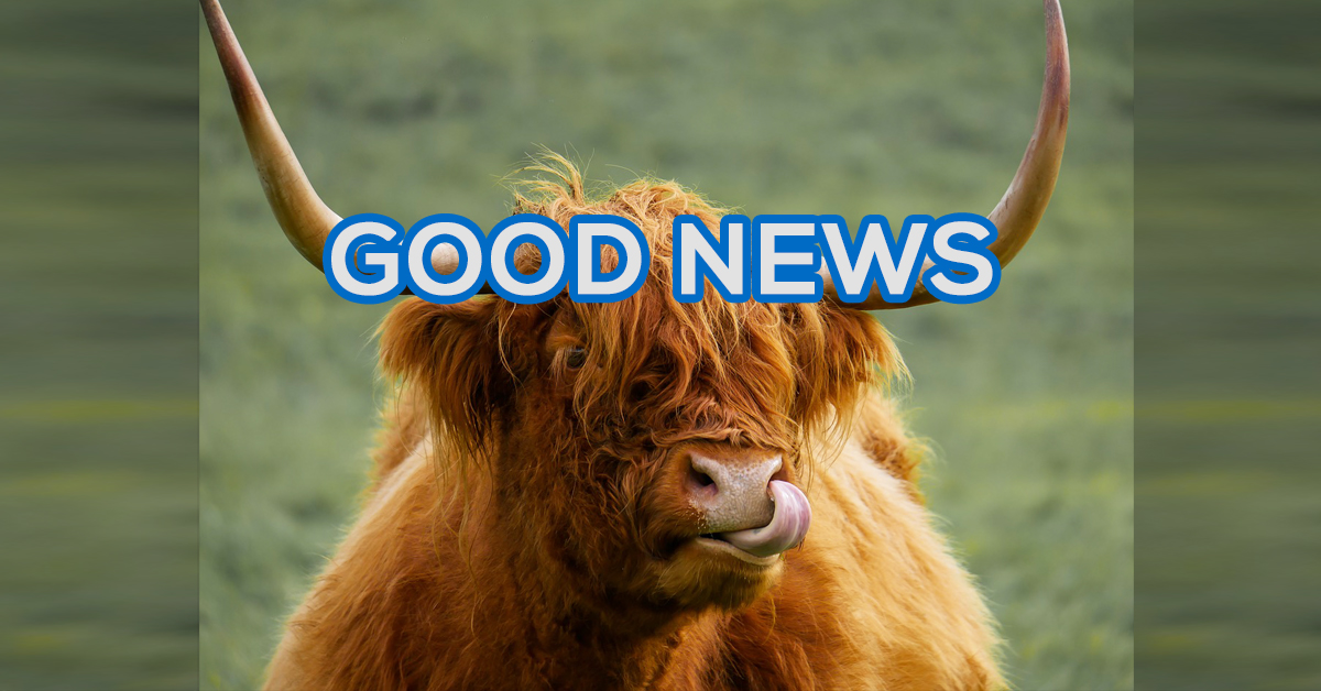 Sh!tty day? Here are 10 uplifting News stories plus Highland Cattle!