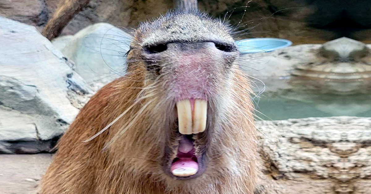 Whoa, what the Hell am I looking at here? | Humor | theCHIVE