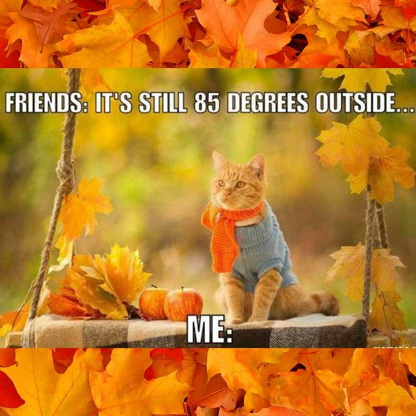 Fall memes are rolling in just like a pumpkin down a hill