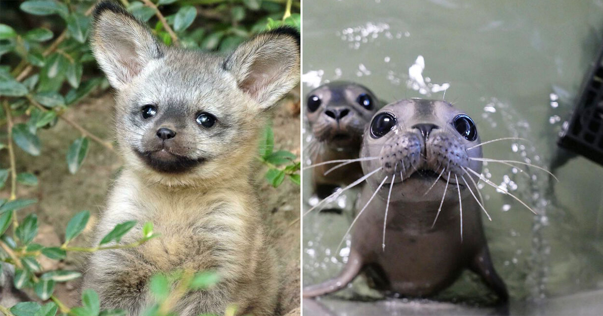 Awwww, look at da lil baby animals...