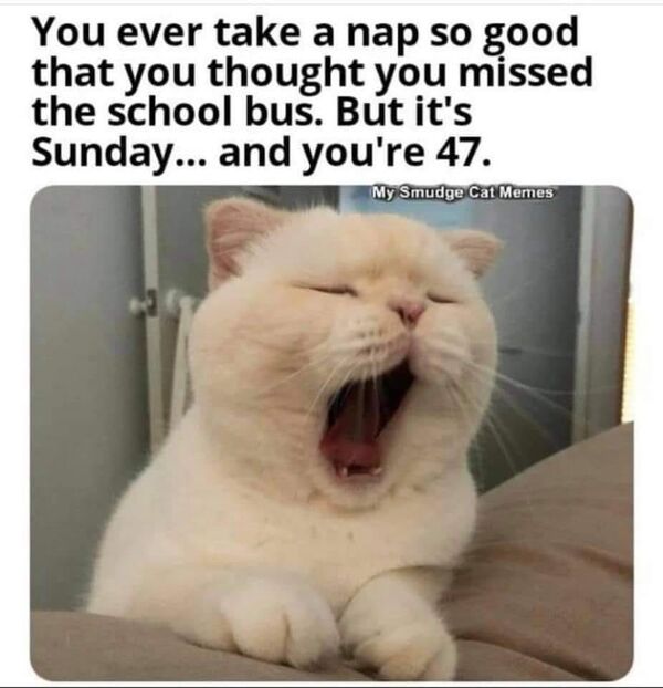 Cat Saturday Is In Full Swing!