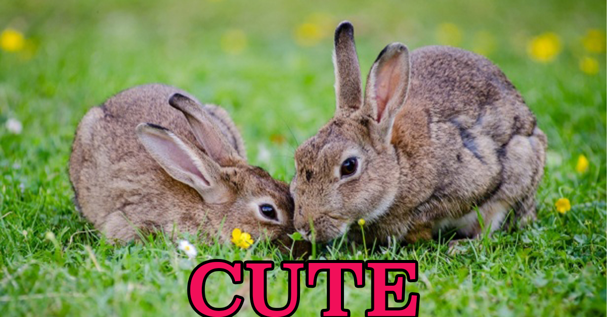 Baby animal FACTS that are almost as adorable as they are