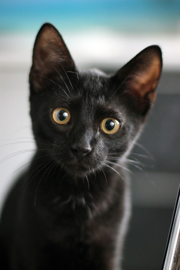 Black cat facts are here to set the record straight