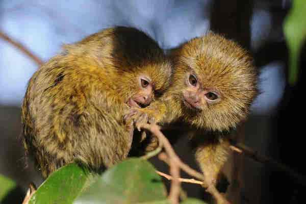 Baby animal FACTS that are almost as adorable as they are