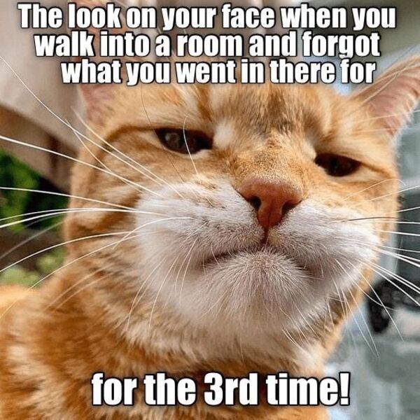 Cat Saturday Starts MEOW!!!