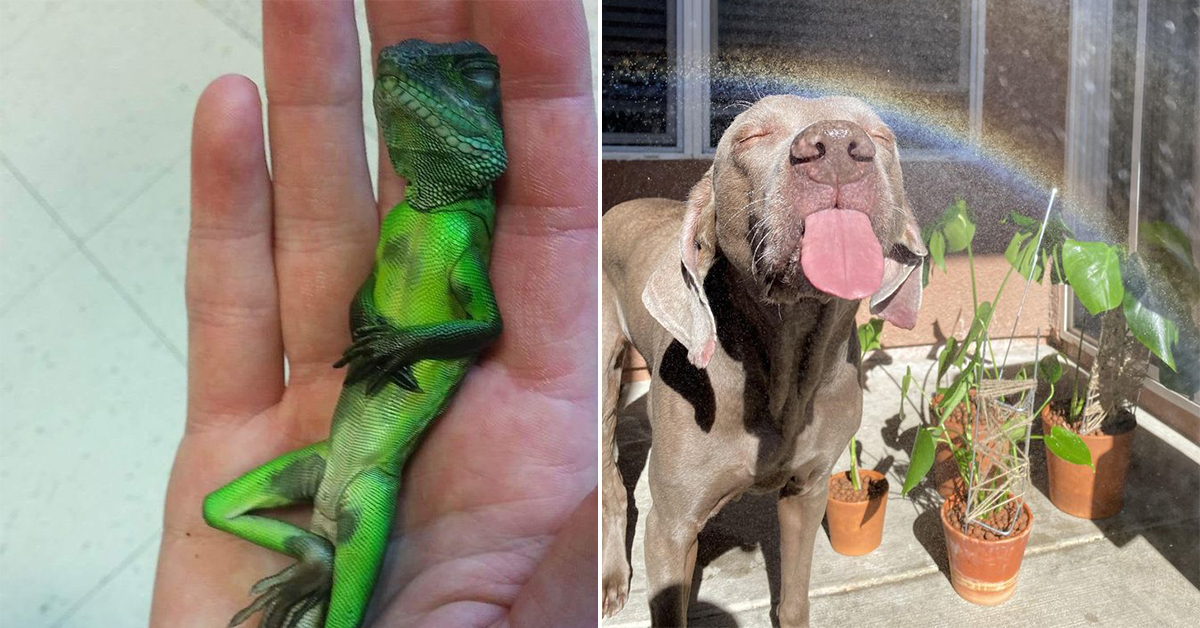 Animals at complete zen with the universe