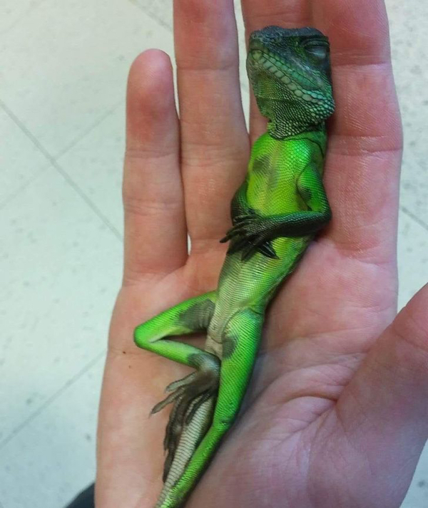 Animals at complete zen with the universe