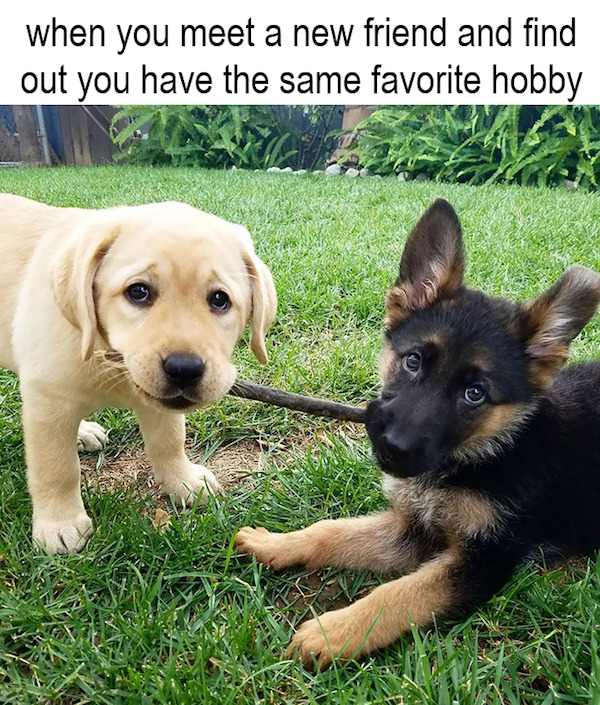 The most wholesome heckin' memes on this side of the internet