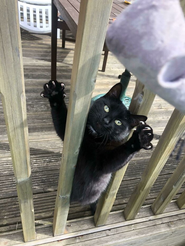 Murder Mittens: when cuties become killers