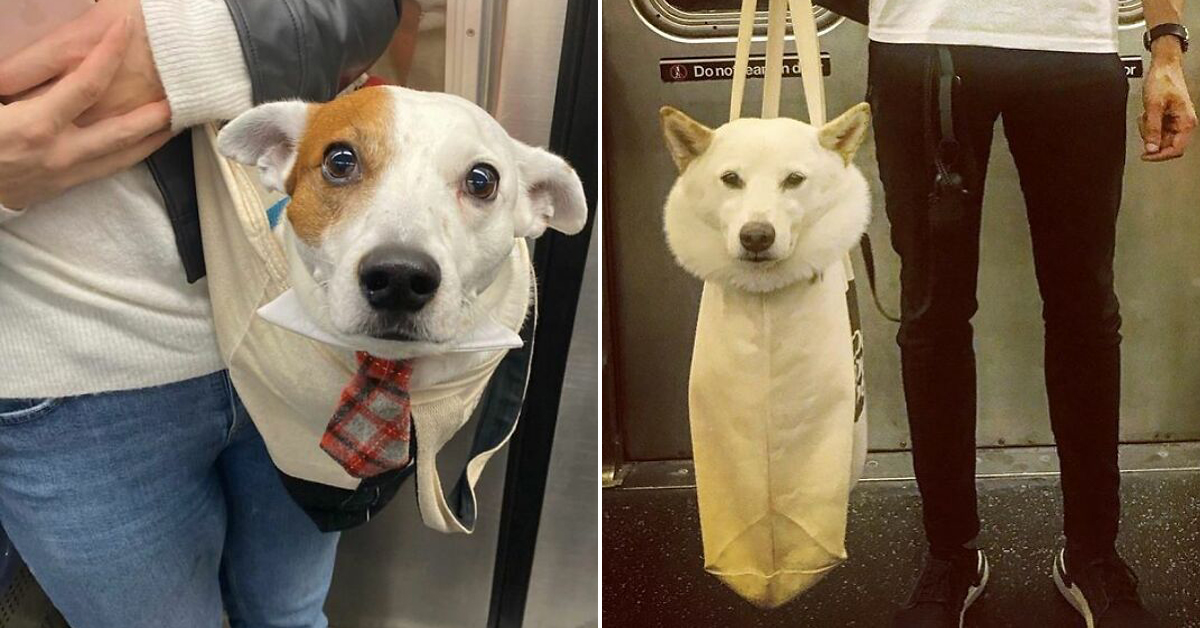 These aren't just any dogs, they're bag dogs