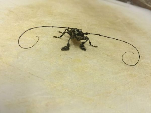 Crappy Wildlife Photography: So bad, it's good! | theCHIVE | Humor