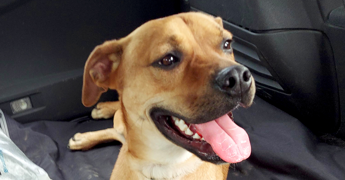 Animal rescue stories are filling the void in our hearts! | theCHIVE