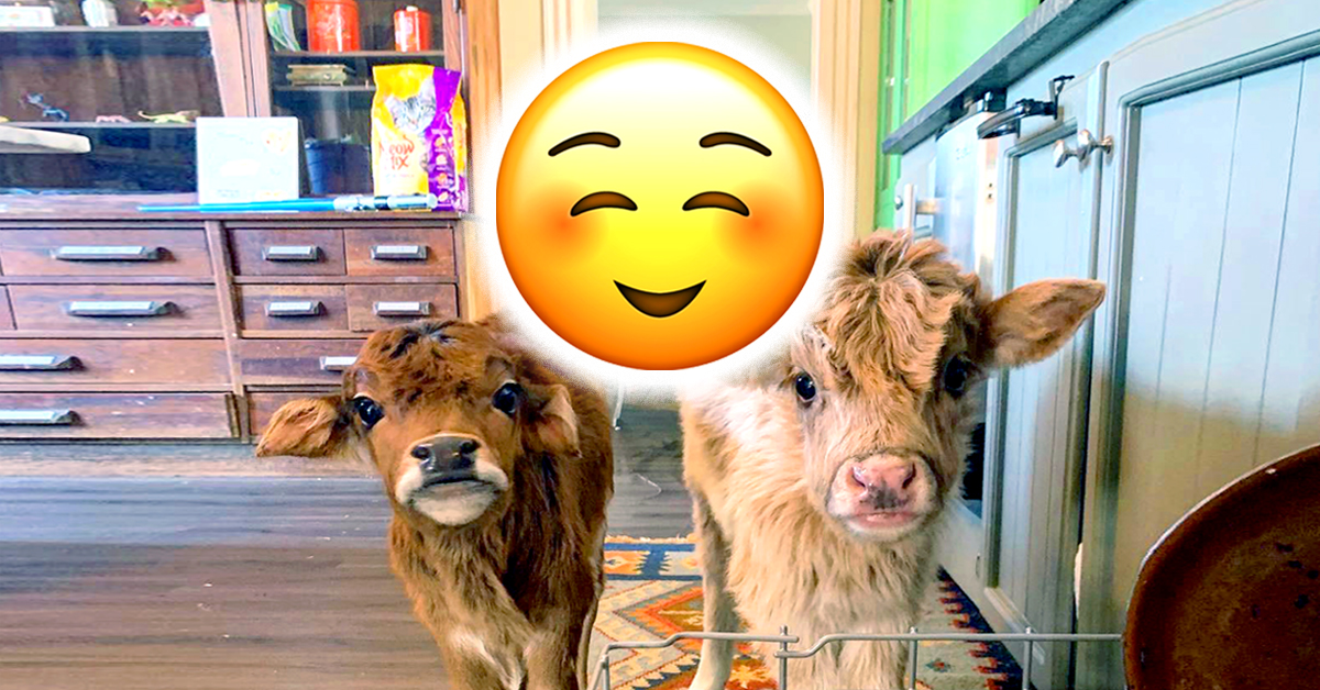 Animals proving that they're inherently good beings | theCHIVE