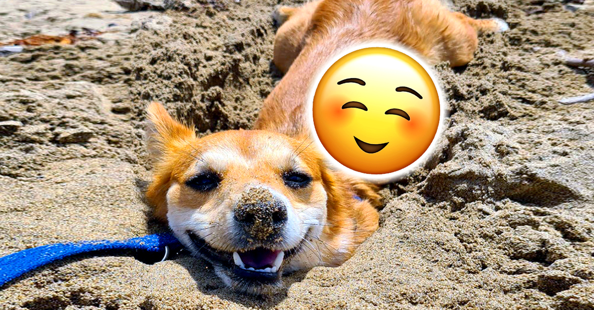 Wholesome pics filled with sugar, spice, and everything nice -theCHIVE