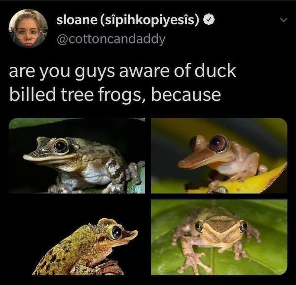 Don't FROGET to check out these TOADALLY RIBBETING frog memes