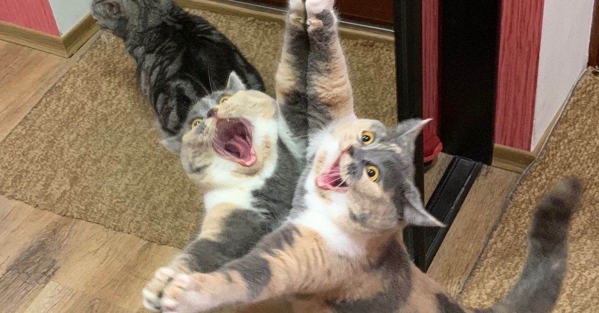 Animals can be just as over-dramatic as humans