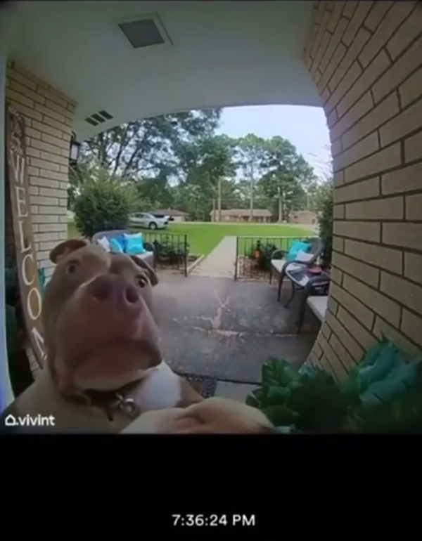 The derp is strong with these dogs