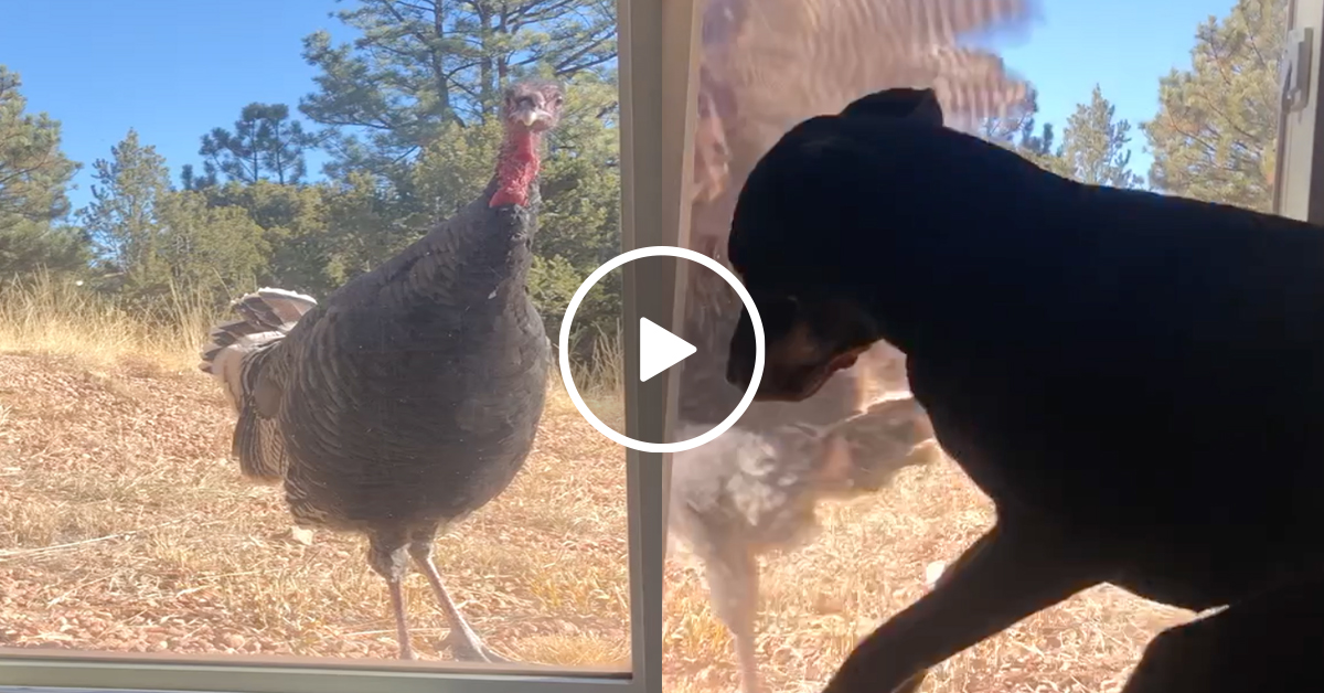 Someone's knocking at the door, someone's ringing the bell... (Video)