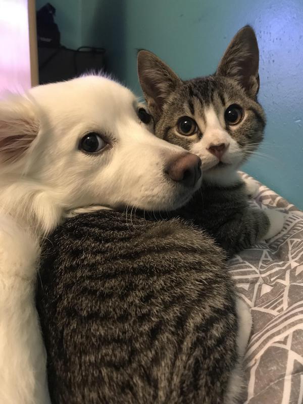 Animals friendships are simply the most heartwarming friendships
