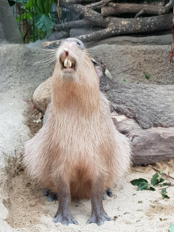 Derpy animals come in all shapes and sizes (30 Photos)