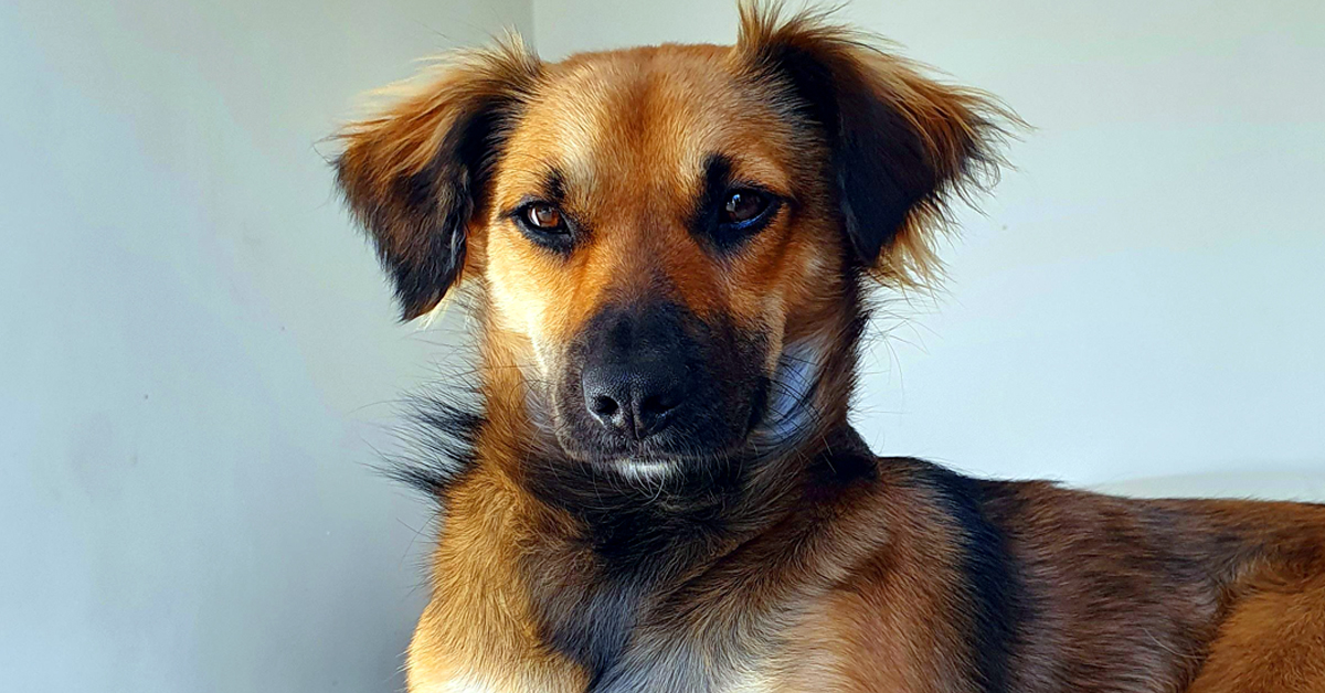 Rescued animal stories are filling the void in our hearts | theCHIVE