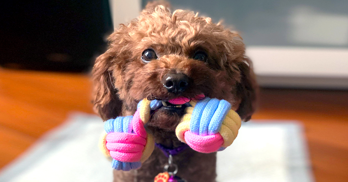 Adopted animals that are clearly living their best life | theCHIVE