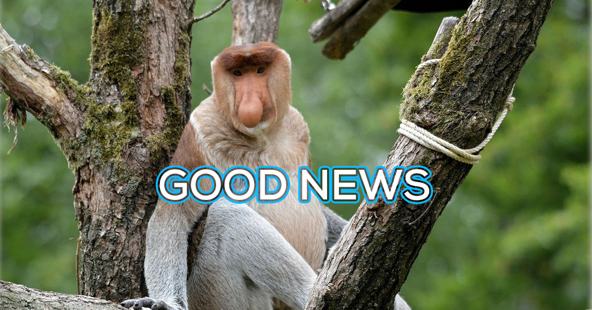 Sh!tty day? Here are 10 uplifting News stories plus proboscis monkeys
