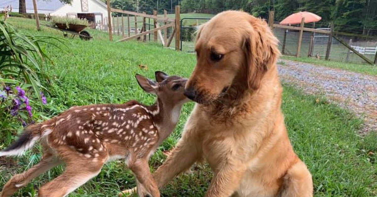 Animals friendships are simply the most heartwarming friendships