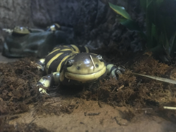 Derpy animals come in all shapes and sizes (30 Photos)