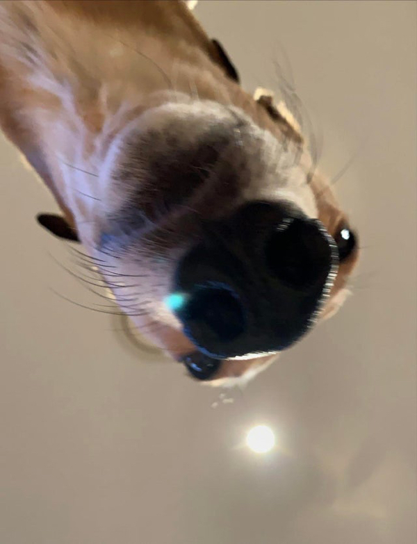 Derpy animals come in all shapes and sizes (30 Photos)