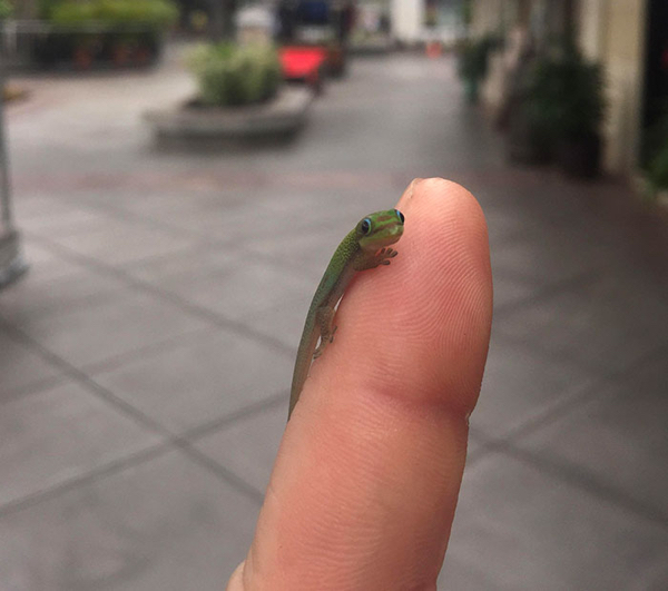 Tiny animals that bring big joy