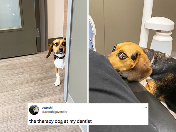 The BEST dog posts of the year (32 Photos)