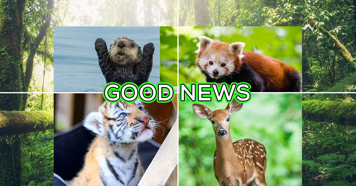 Sh!tty year? Here are 10 good News stories plus ALL KINDS OF ANIMALS!