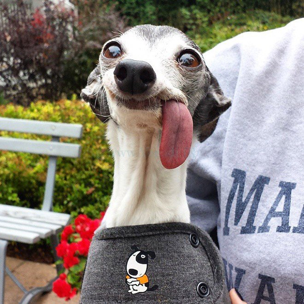 Derpy animals come in all shapes and sizes (30 Photos)