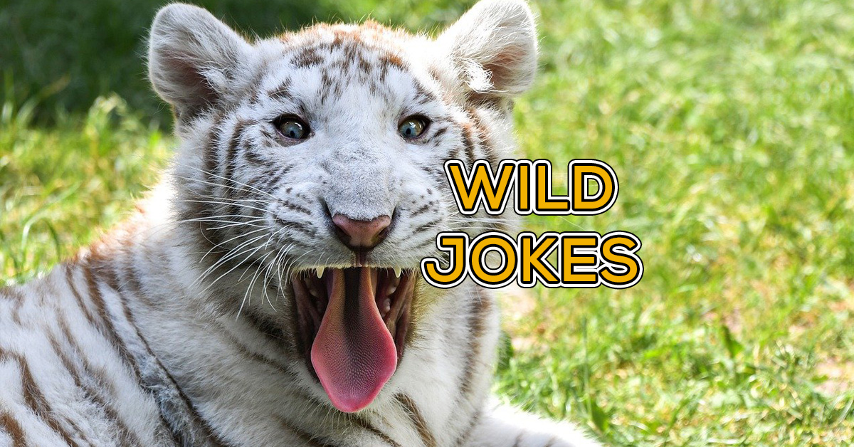 Wild jokes from adorable animals