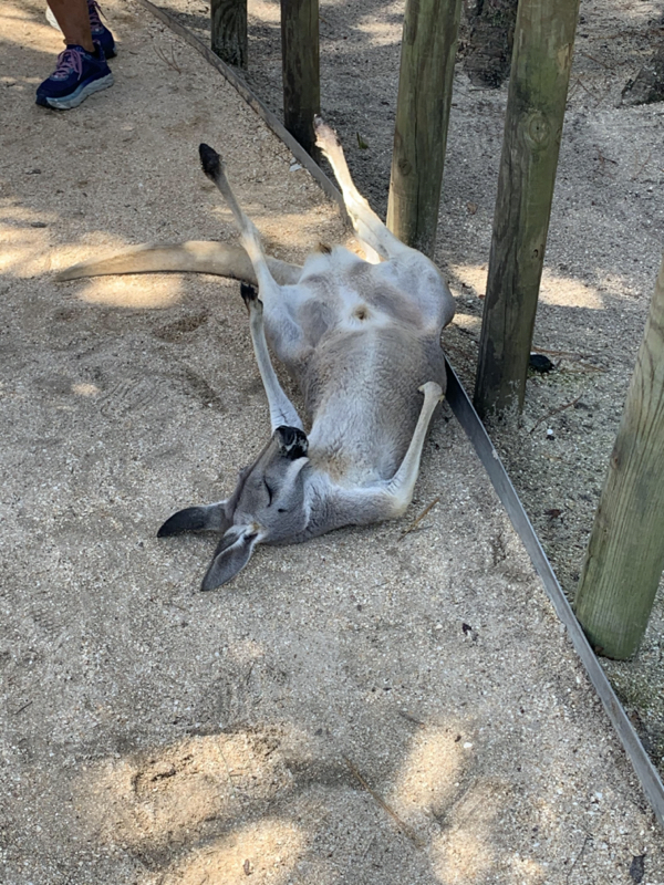 Derpy animals come in all shapes and sizes (30 Photos)