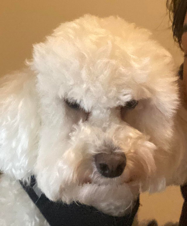 Did Mutt Cutts give these pets their recent haircuts?