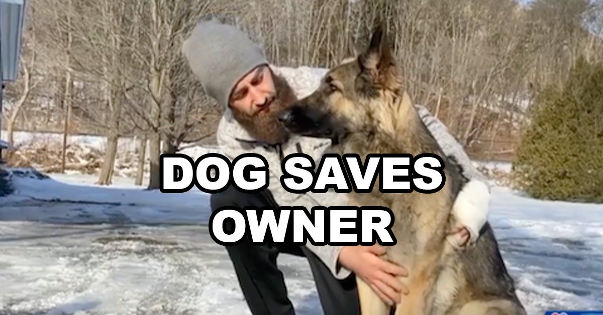 Real-life Lassie causes low-speed dog-chase, saves owners in accident