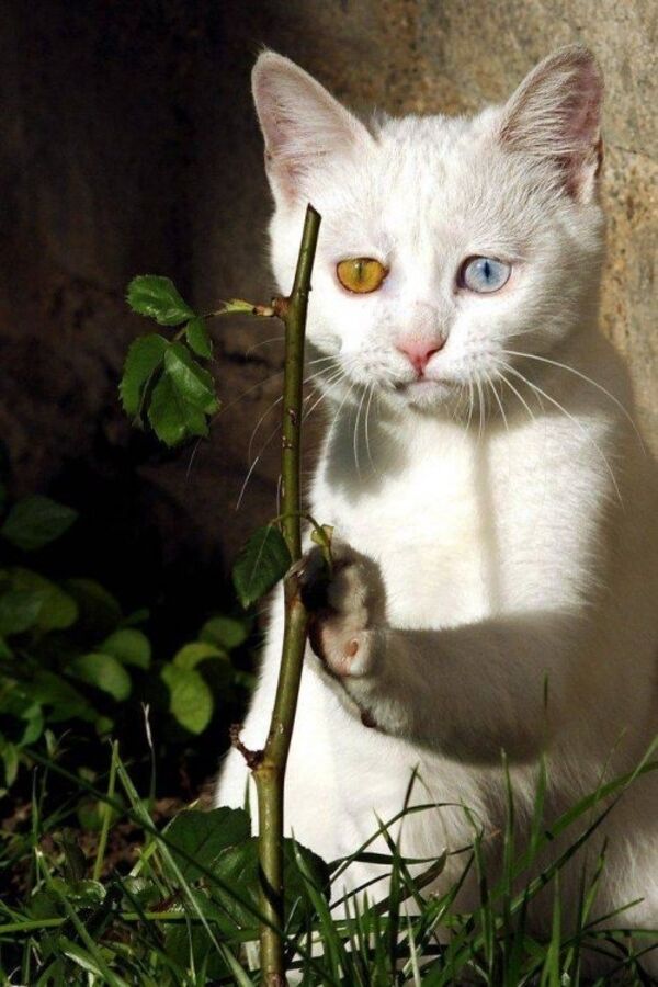 Cat Saturday Psspspspsp